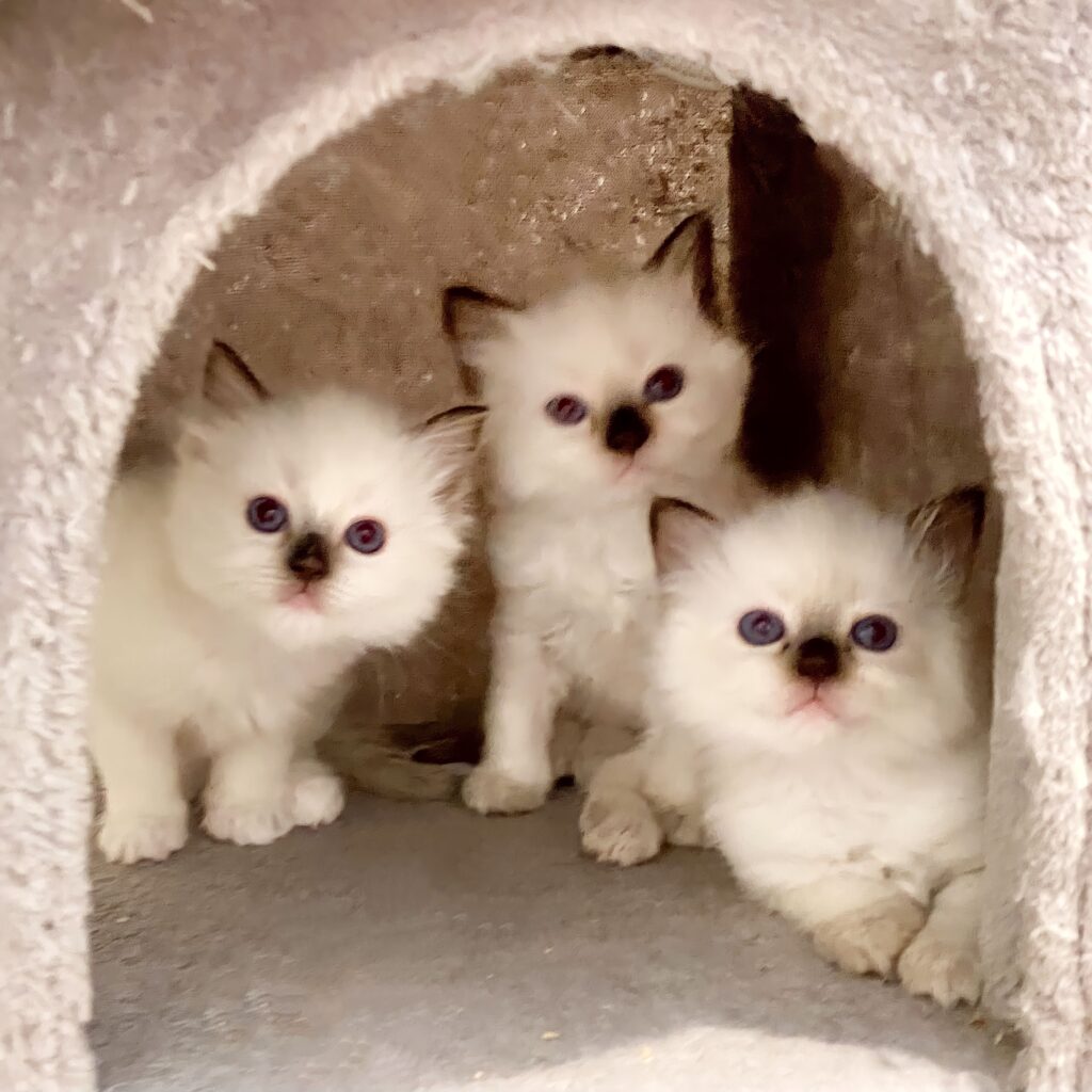 Ragdoll Kittens for Sale Washington - Oh My Stars Ragdolls