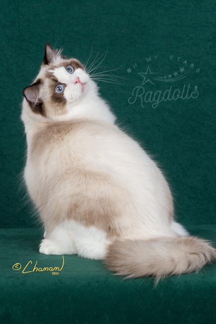 Our Kings - Oh My Stars Ragdolls